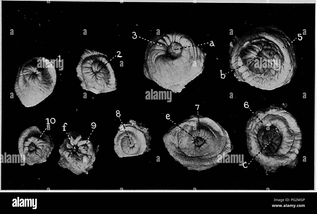 Hypertrophy animal hi-res stock photography and images - Alamy