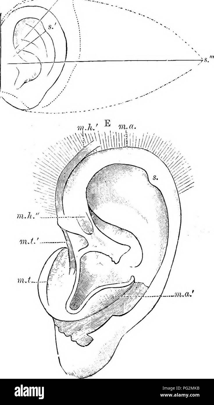 . Elements of the comparative anatomy of vertebrates. Anatomy ...