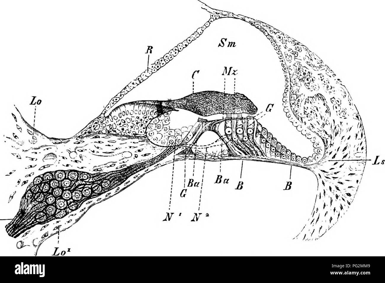 This book outlines the comparative anatomy of vertebrates, focusing on ...