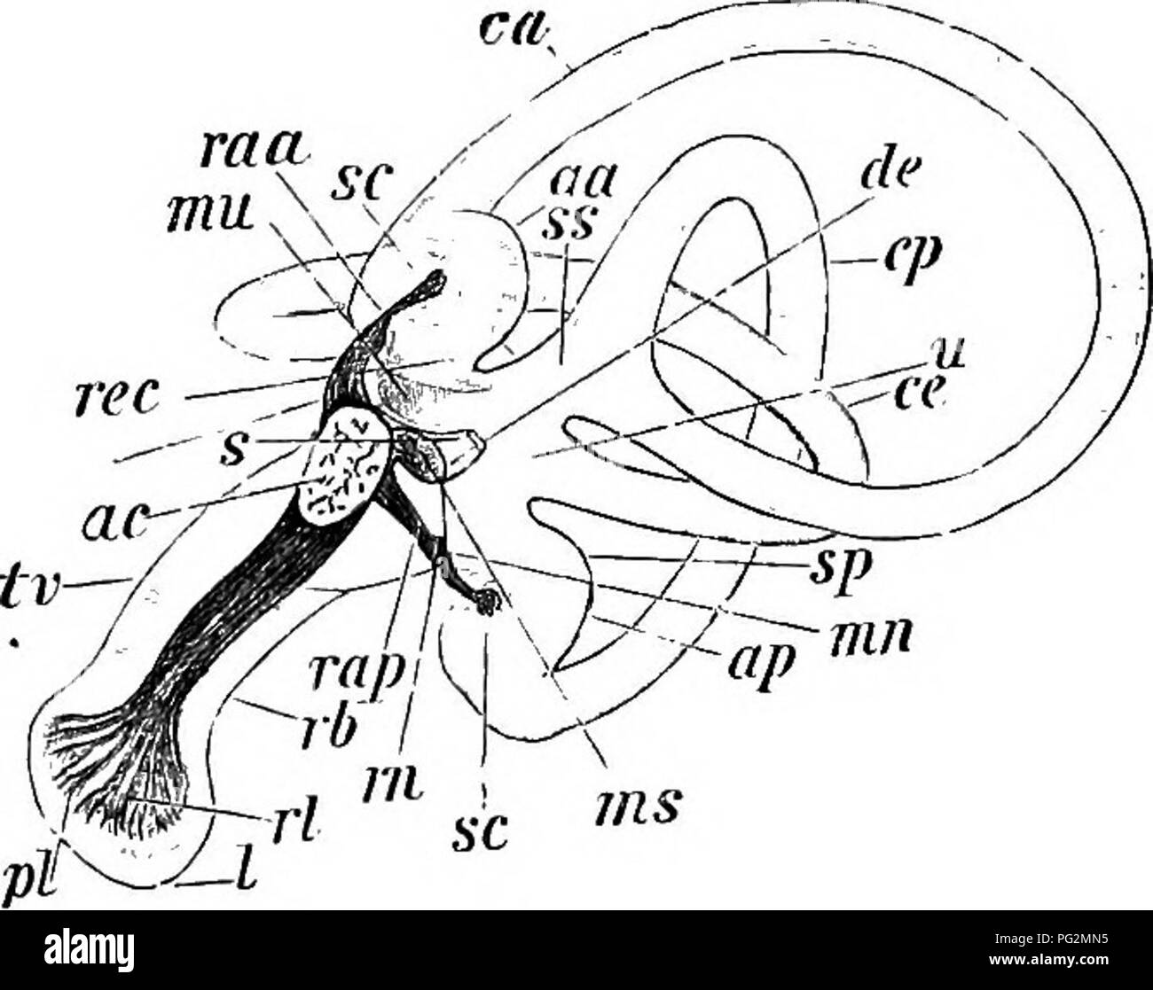 This illustration shows the comparative anatomy of vertebrate auditory ...