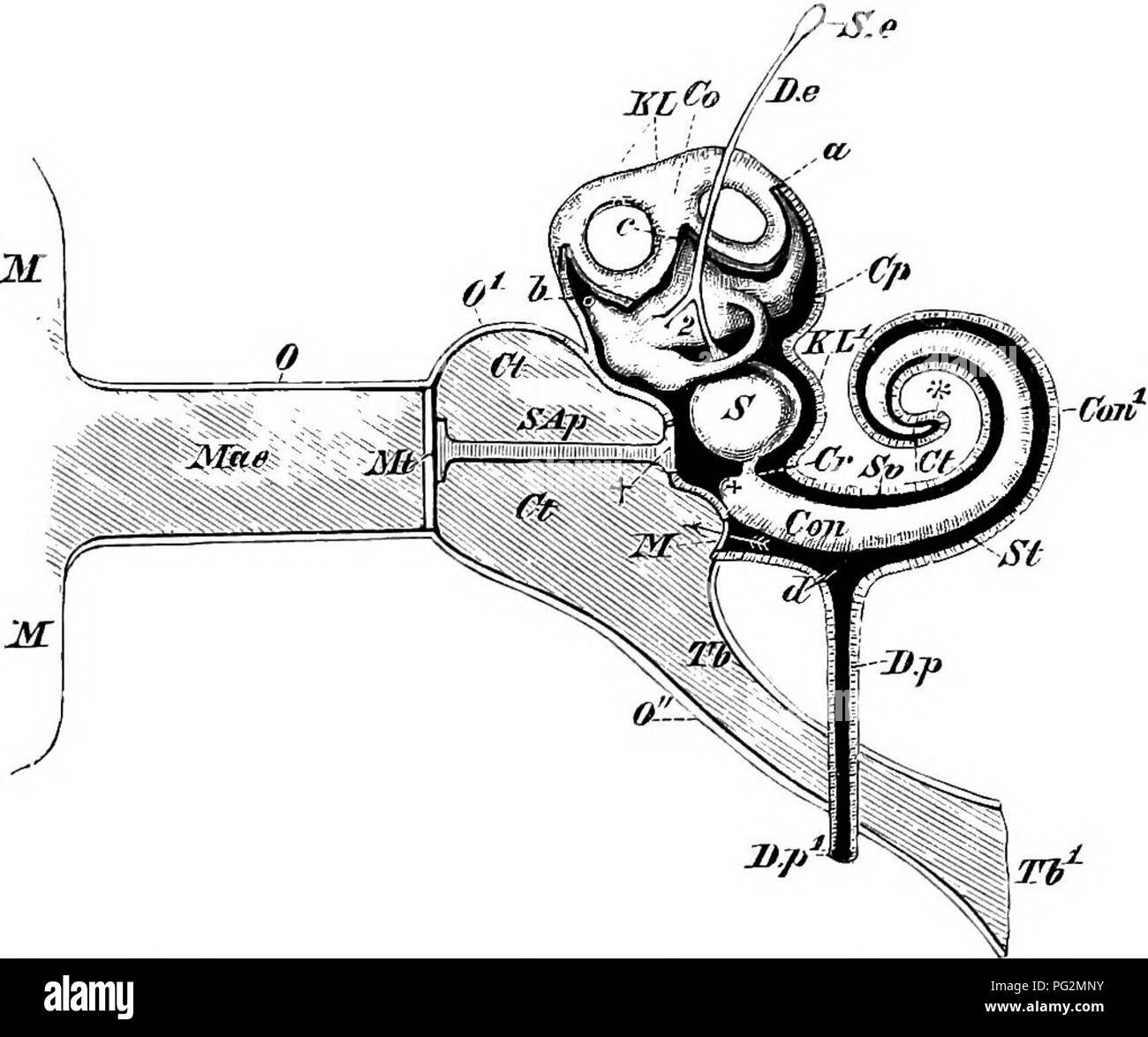 Utriculi hi-res stock photography and images - Alamy