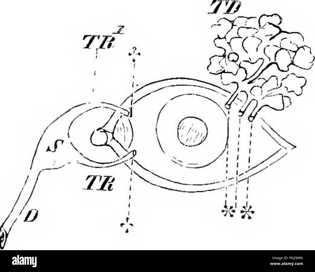 This diagram illustrates the shifting of the lachrymal gland through ...