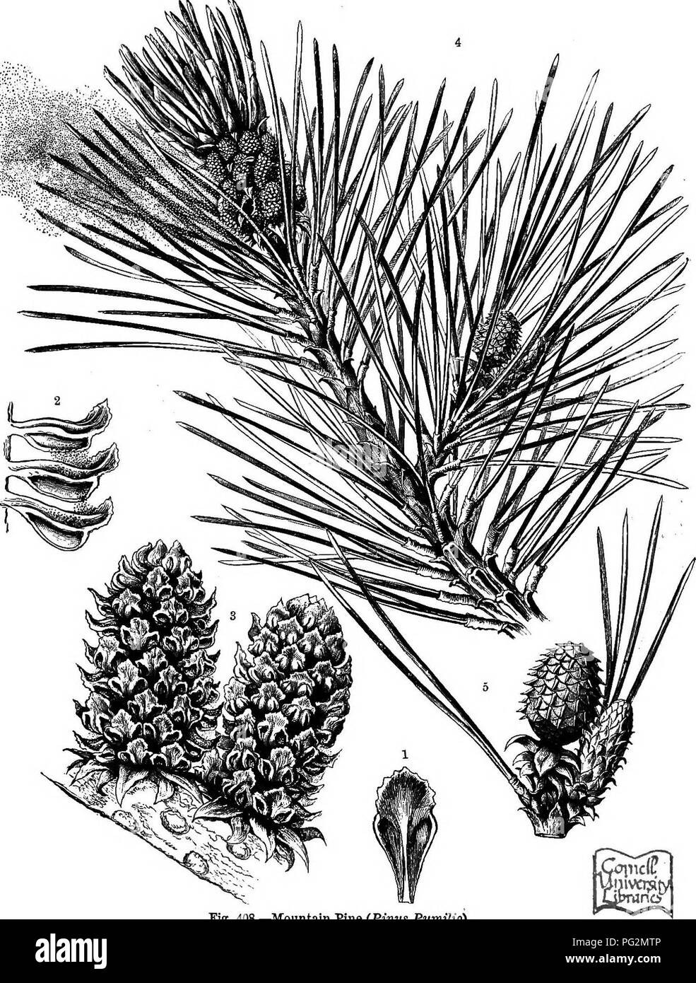 This botanical work outlines the various forms, growth patterns ...