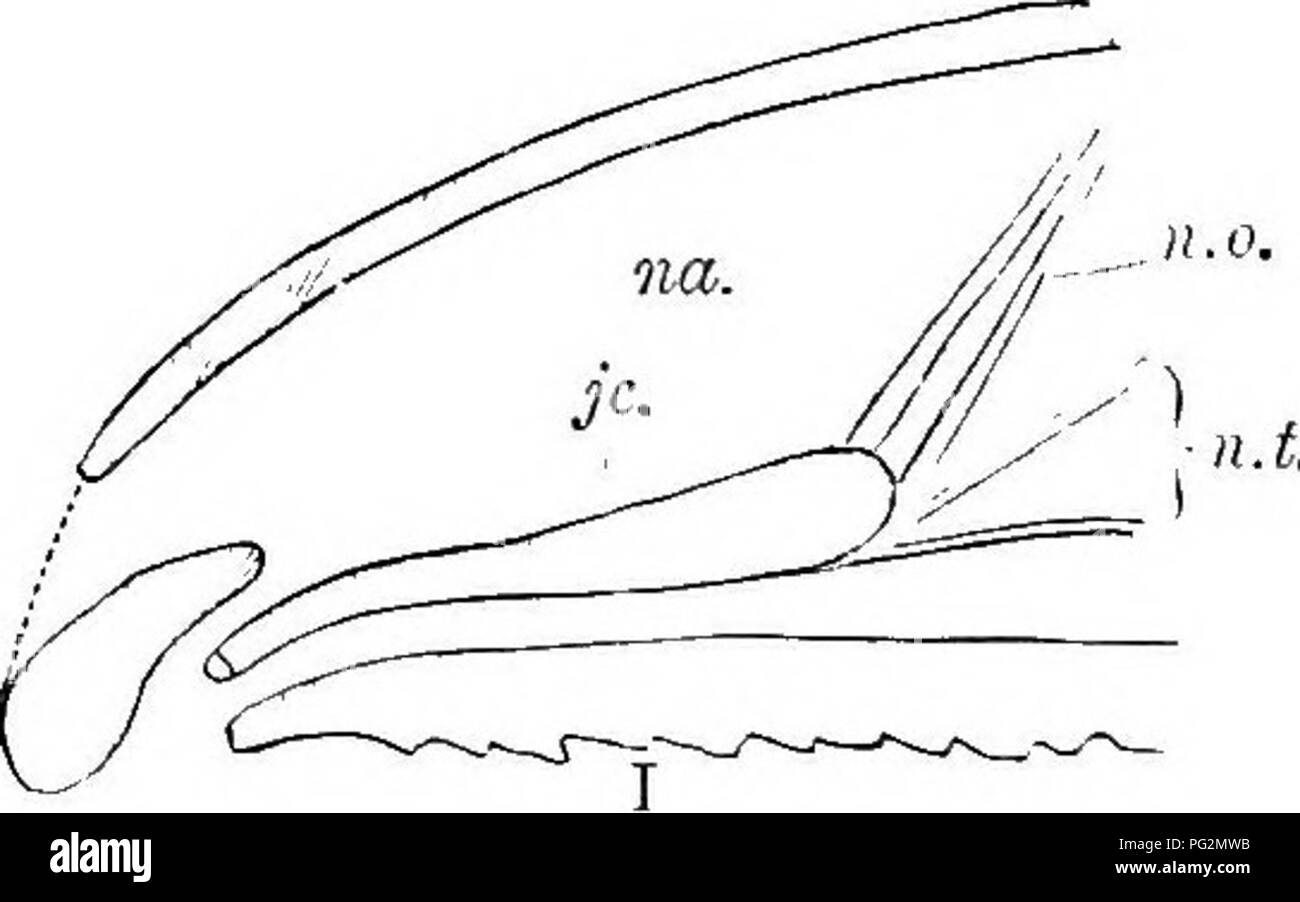 Gymnophiona High Resolution Stock Photography and Images - Alamy