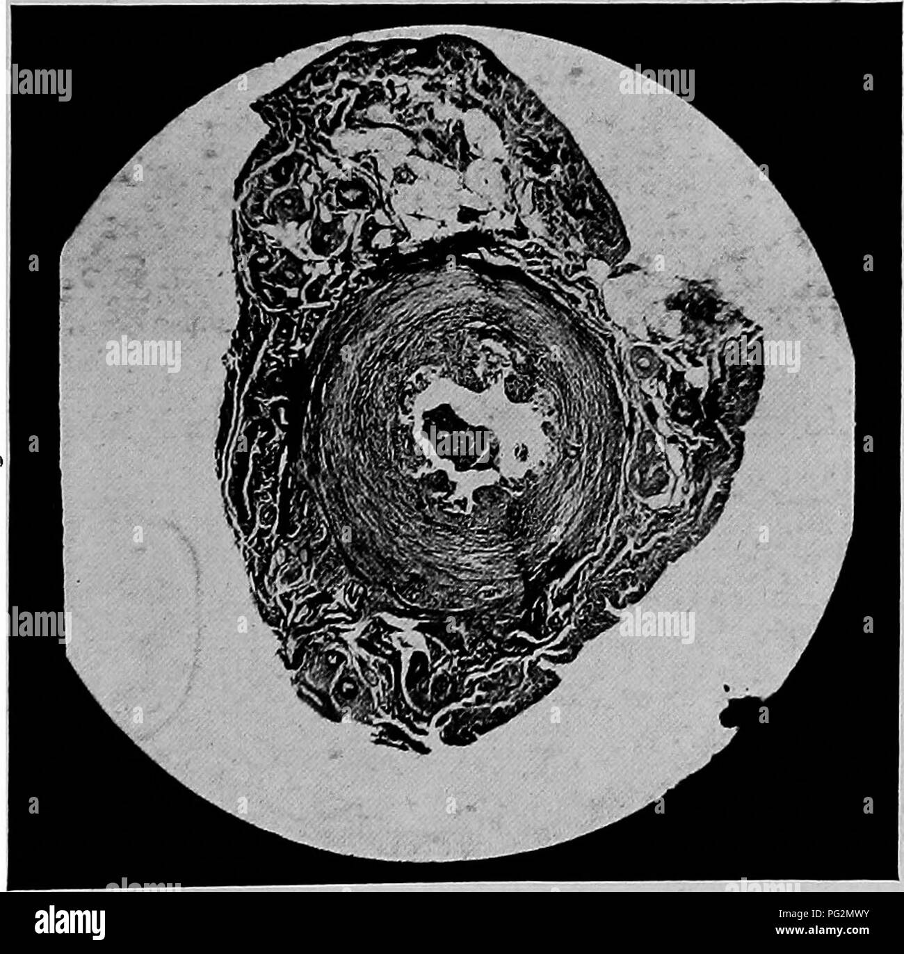 A veterinary medicine text discussing chronic catarrhal salpingitis in ...