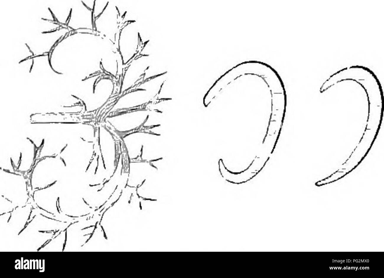 This figure illustrates a vertical section through the nasal cavity of ...