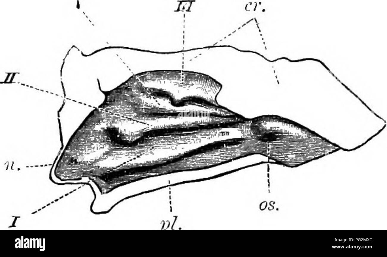 This work on comparative vertebrate anatomy explores the structure and ...
