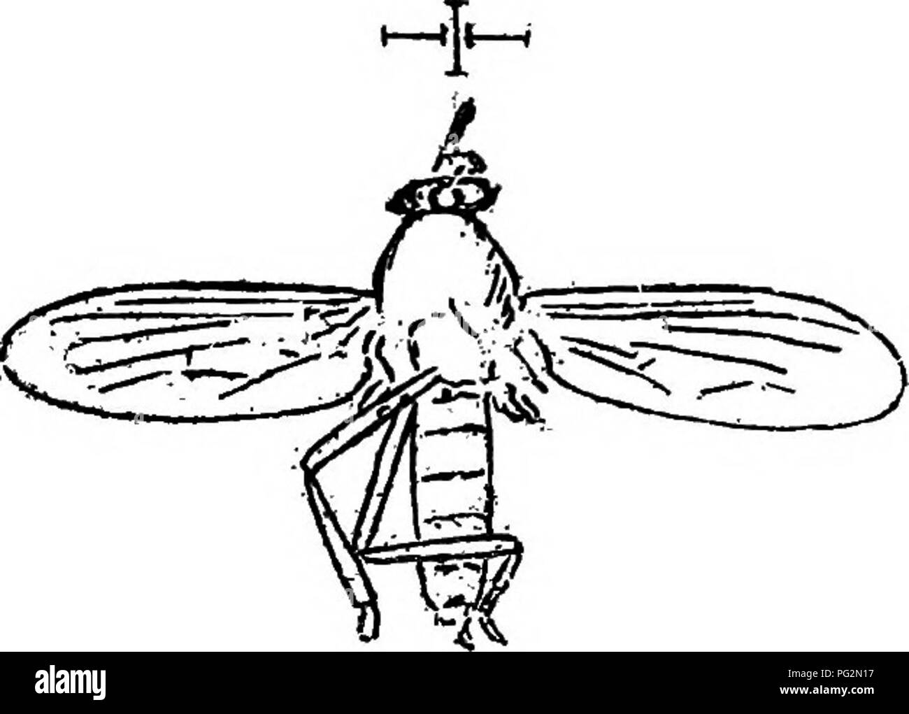 This paleontological work focuses on fossil insects discovered in ...