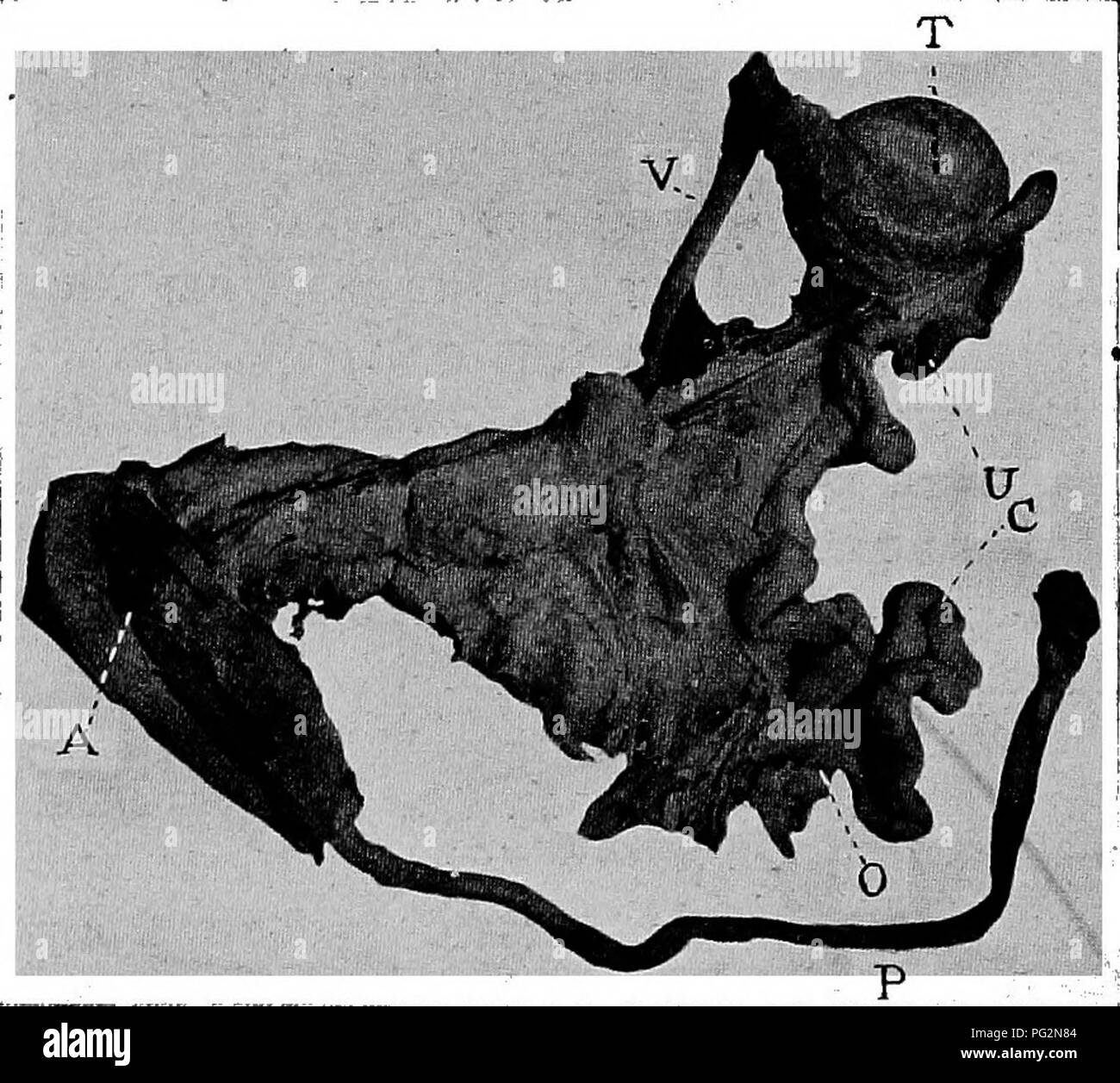 This illustration depicts the genital organ diseases in domestic ...