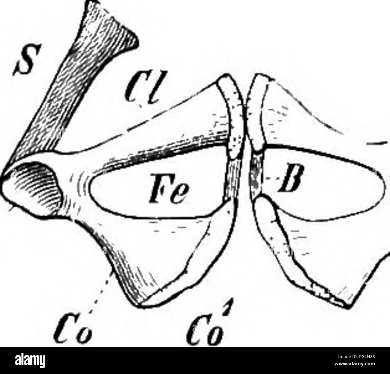 This anatomical study focuses on the pectoral arch of *Sceloporus ...