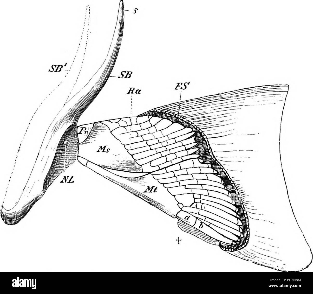 . Elements of the comparative anatomy of vertebrates. Anatomy ...
