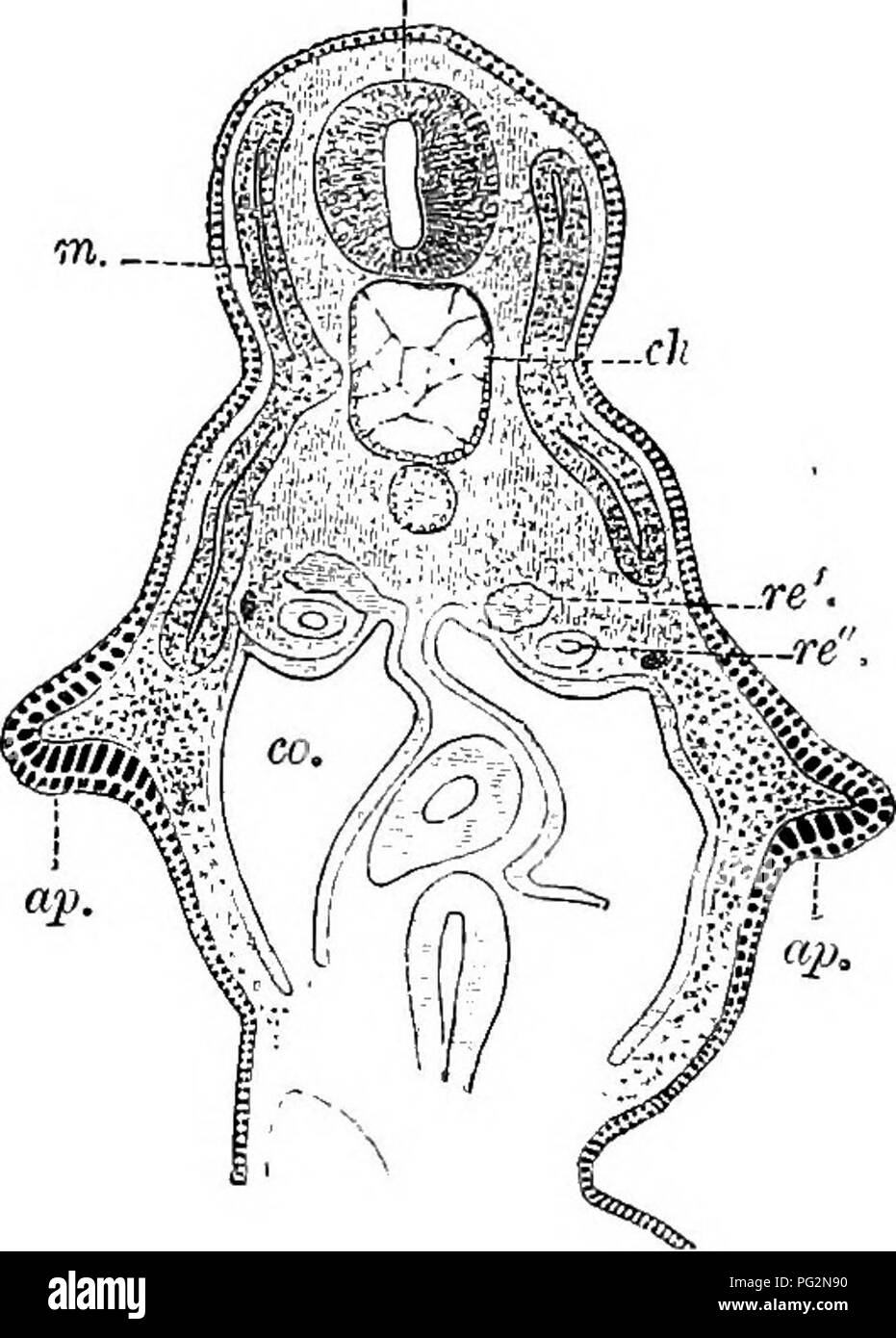 This diagram from comparative anatomy illustrates the presence of ...
