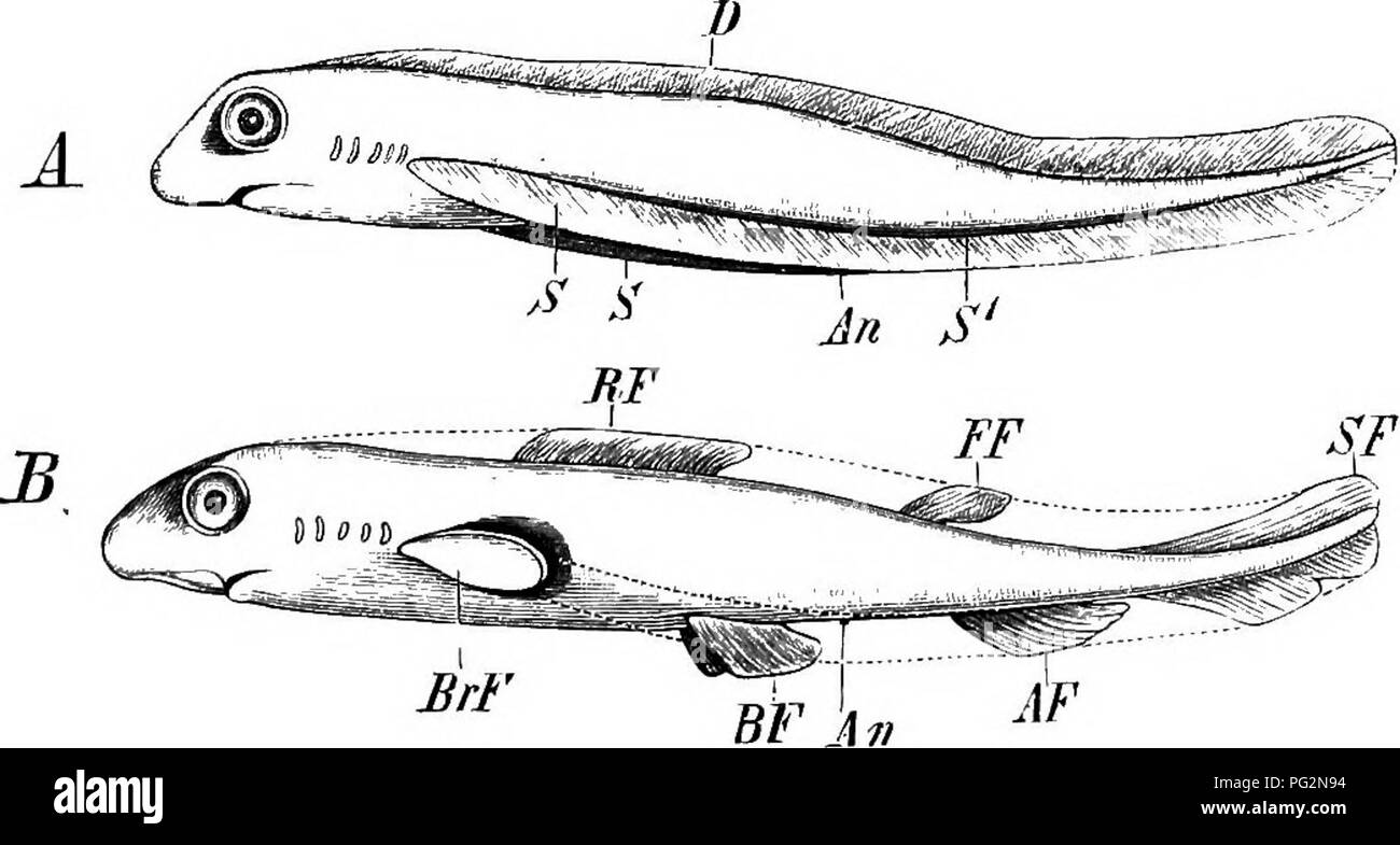 This work on comparative anatomy examines the structural variations in ...