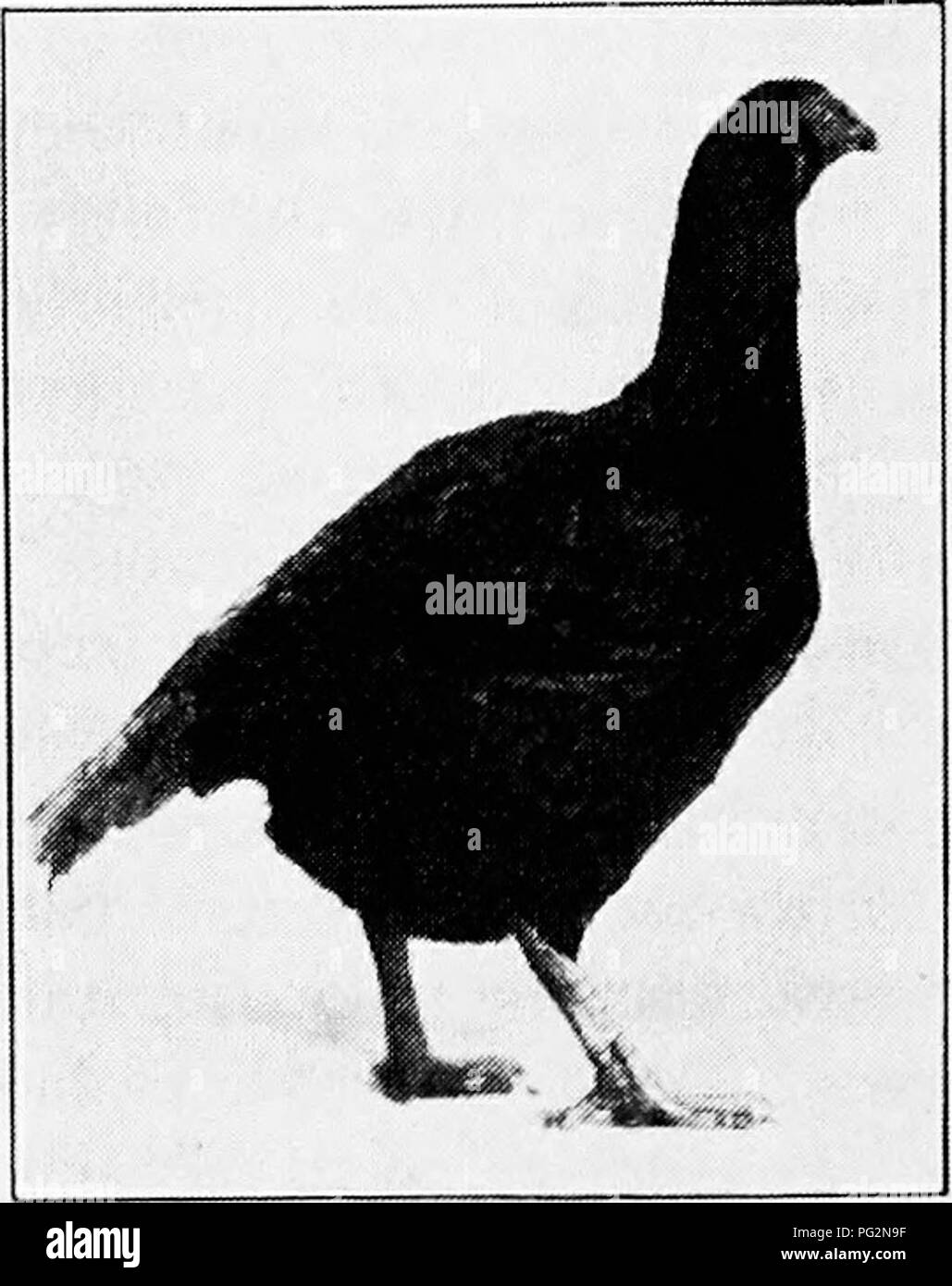 Indian cornish game hi-res stock photography and images - Alamy