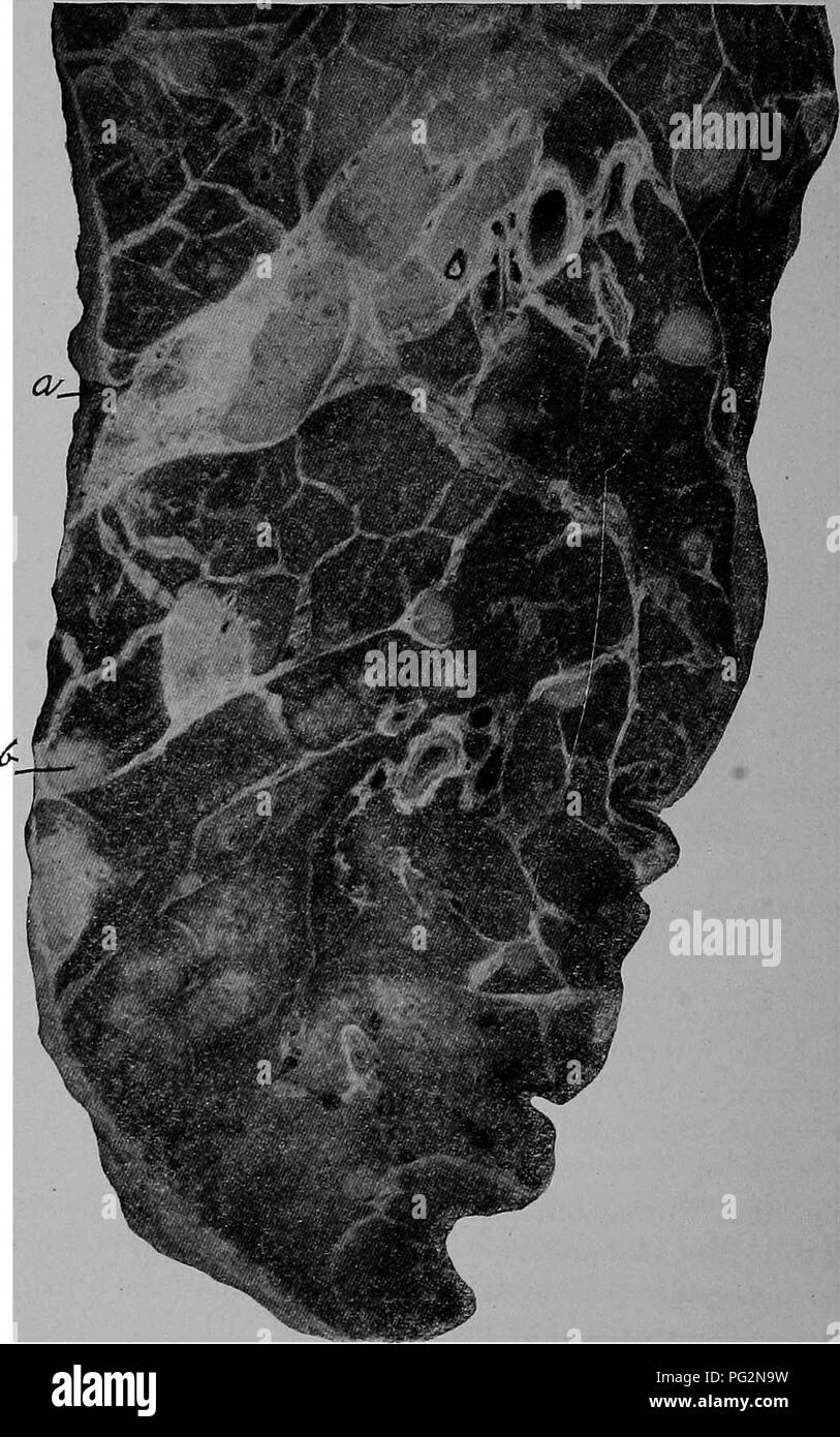 This veterinary guide addresses the diagnosis and pathology of ...