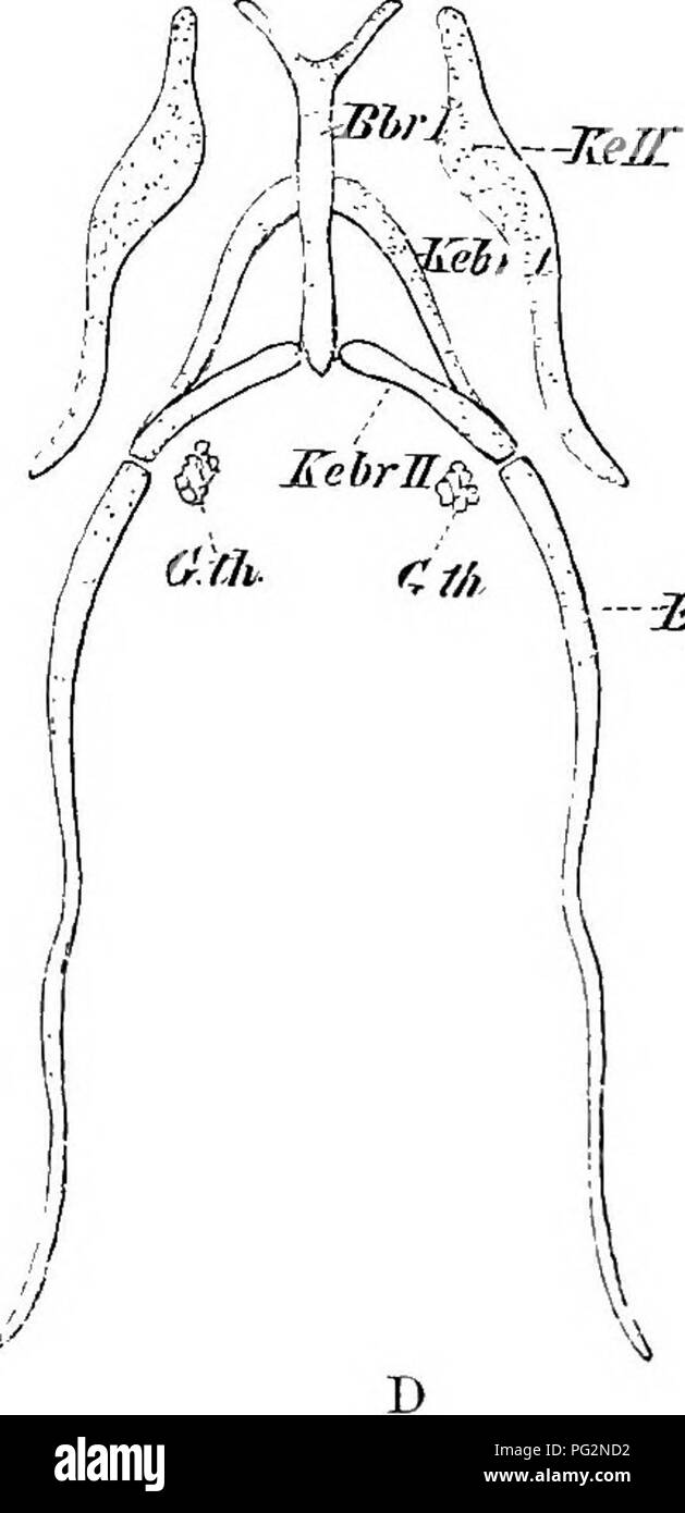 . Elements of the comparative anatomy of vertebrates. Anatomy ...