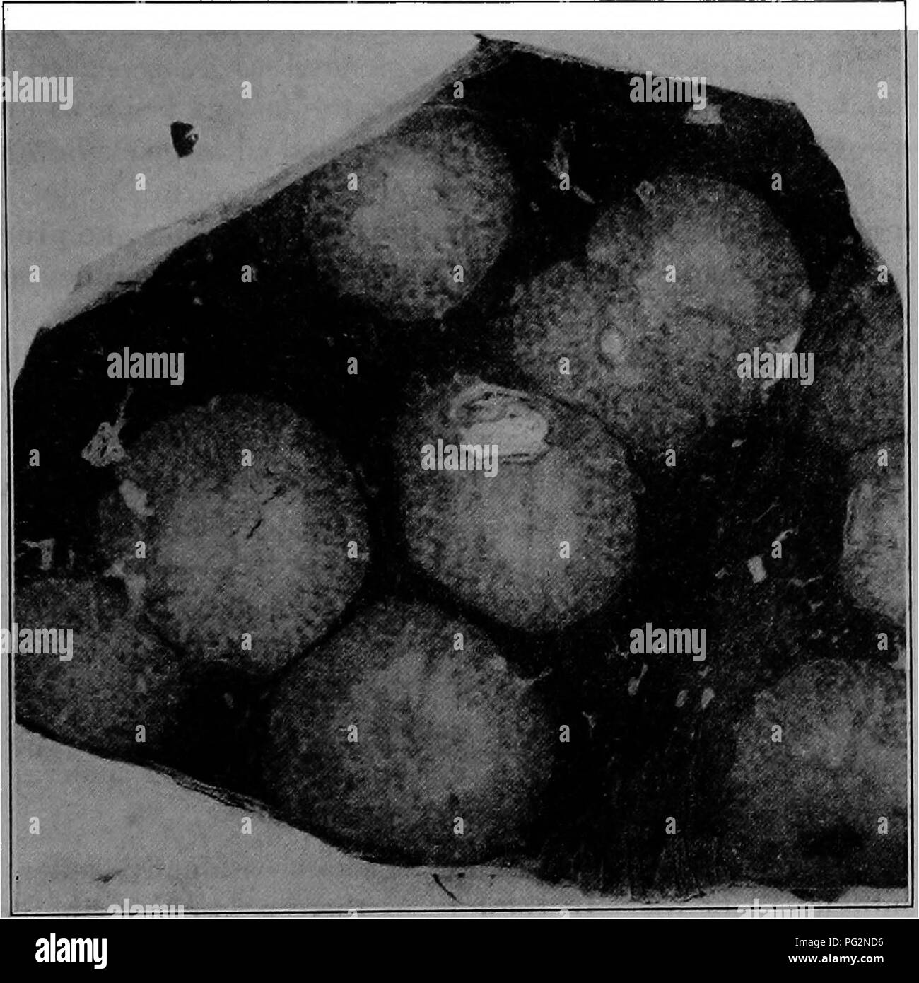. The pathology and differential diagnosis of infectious diseases of ...