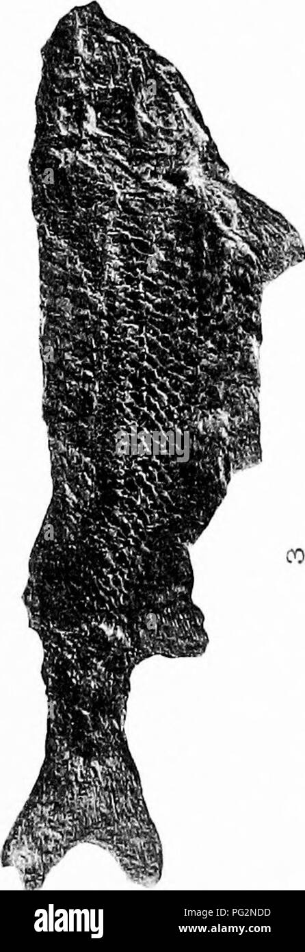 Work focusing on fossil Black and White Stock Photos & Images - Alamy