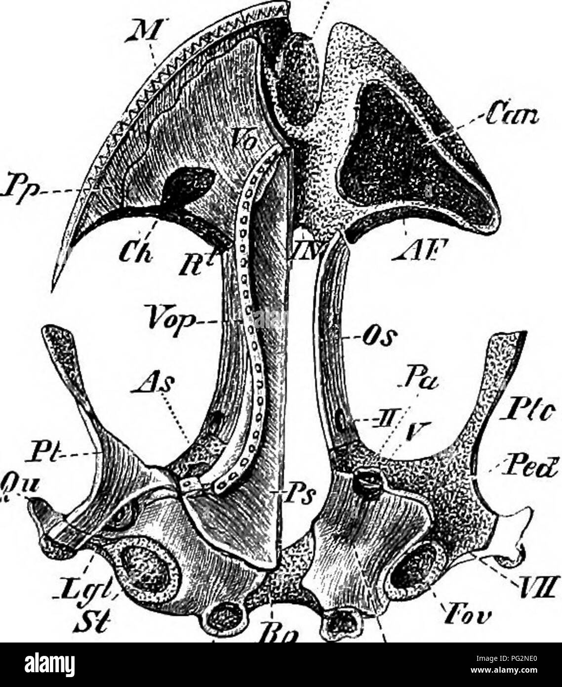 Detailed illustration of various amphibian skeletal structures Black ...