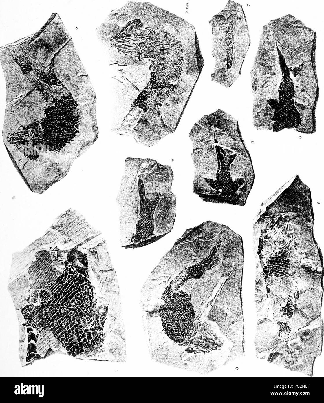 This work provides contributions to Canadian paleontology, detailing ...