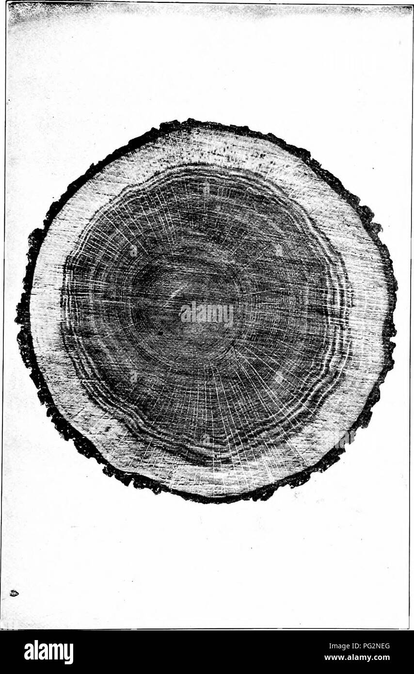 Transverse section quercus Black and White Stock Photos & Images - Alamy