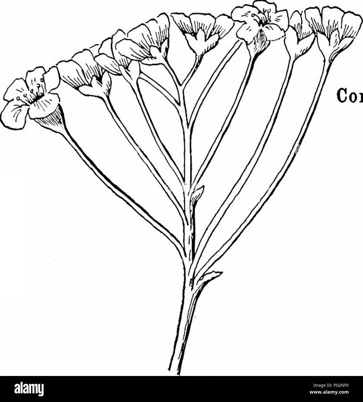 This image from a botanical guide presents various forms and structures ...