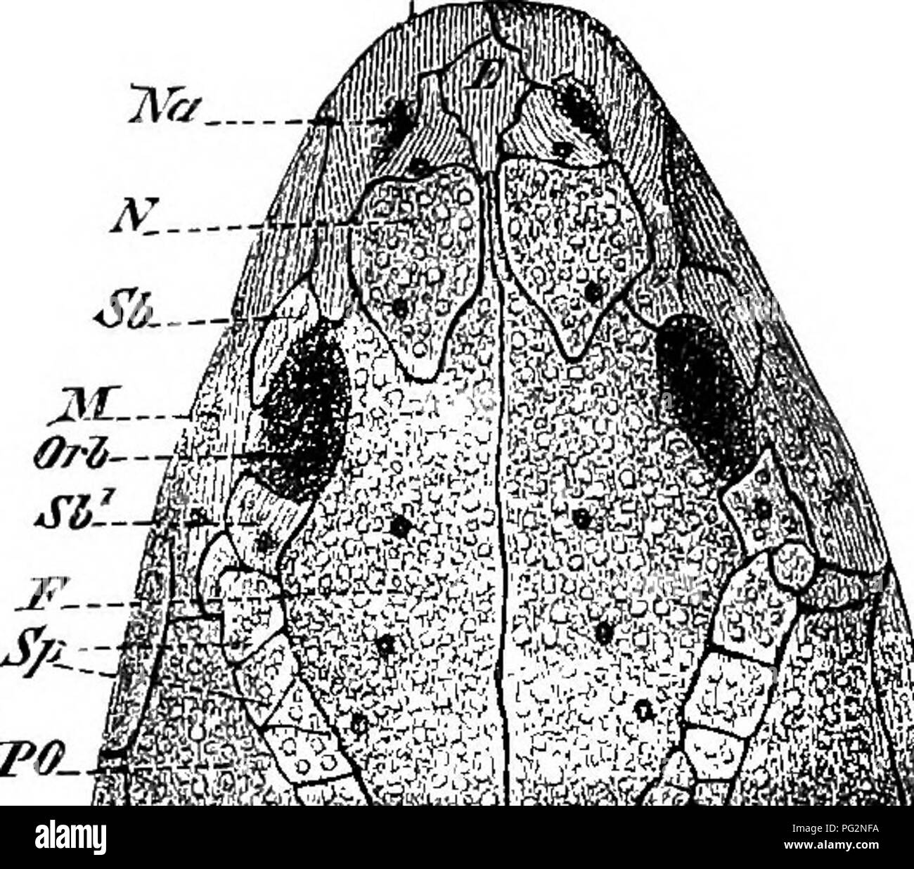 . Elements of the comparative anatomy of vertebrates. Anatomy ...