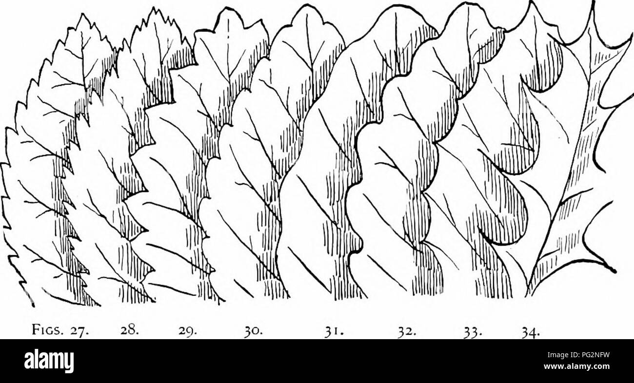 This guide provides an introduction to identifying native trees ...