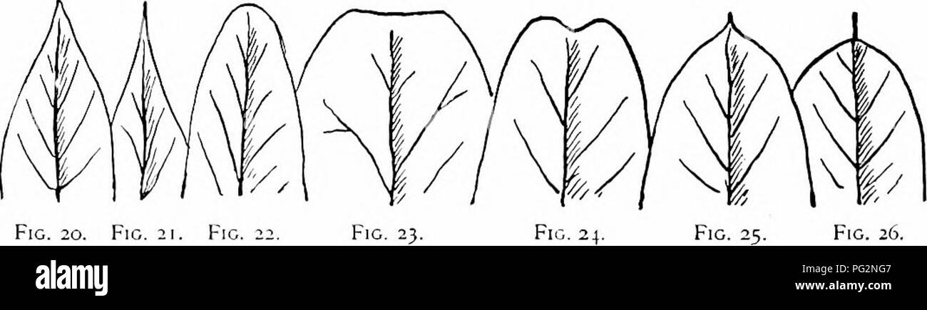 . Our native trees and how to identify them; a popular study of their ...