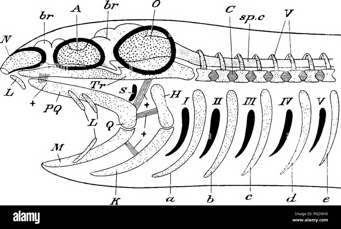 This book covers the comparative anatomy of vertebrates, focusing on ...