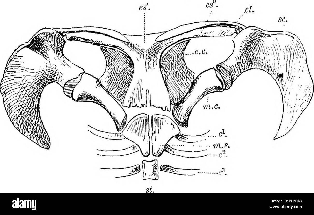 . Elements of the comparative anatomy of vertebrates. Anatomy ...