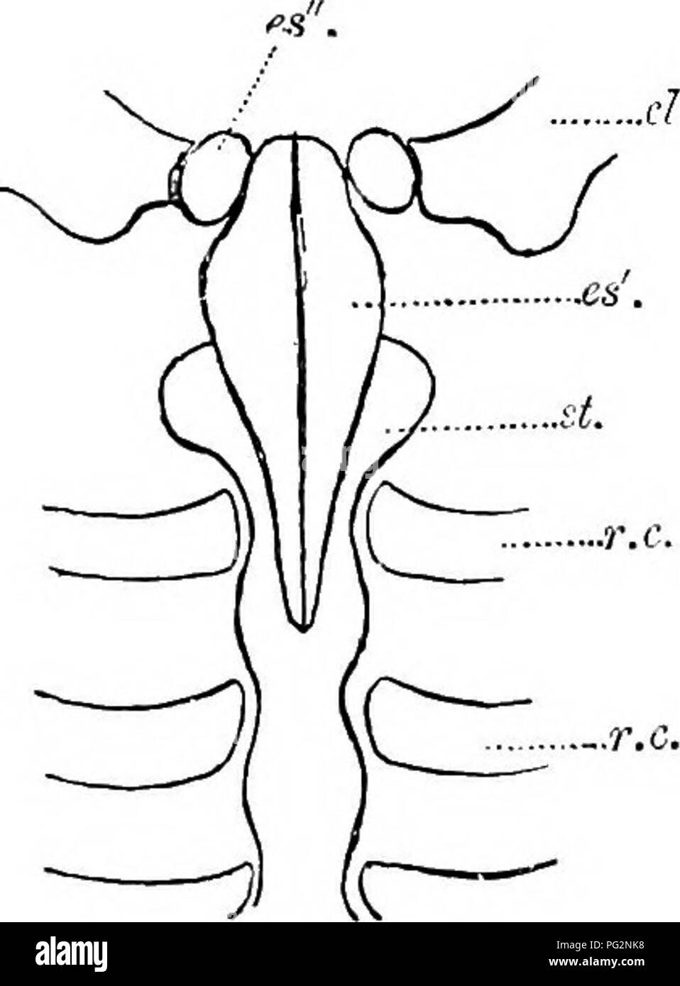 This comparative anatomical illustration from *Elements of the ...