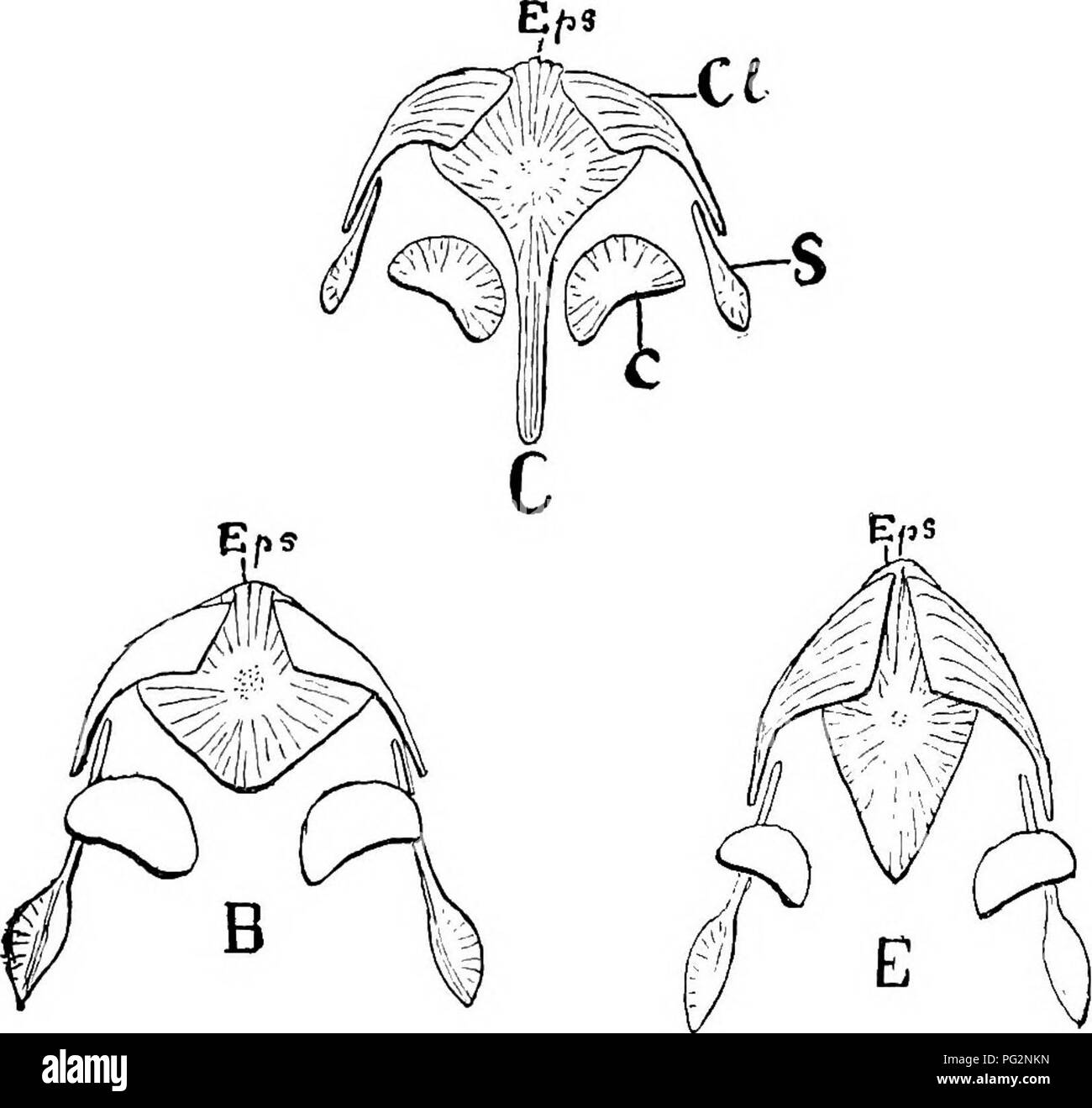 The image shows the pectoral arch of various stegocephalians, a group ...