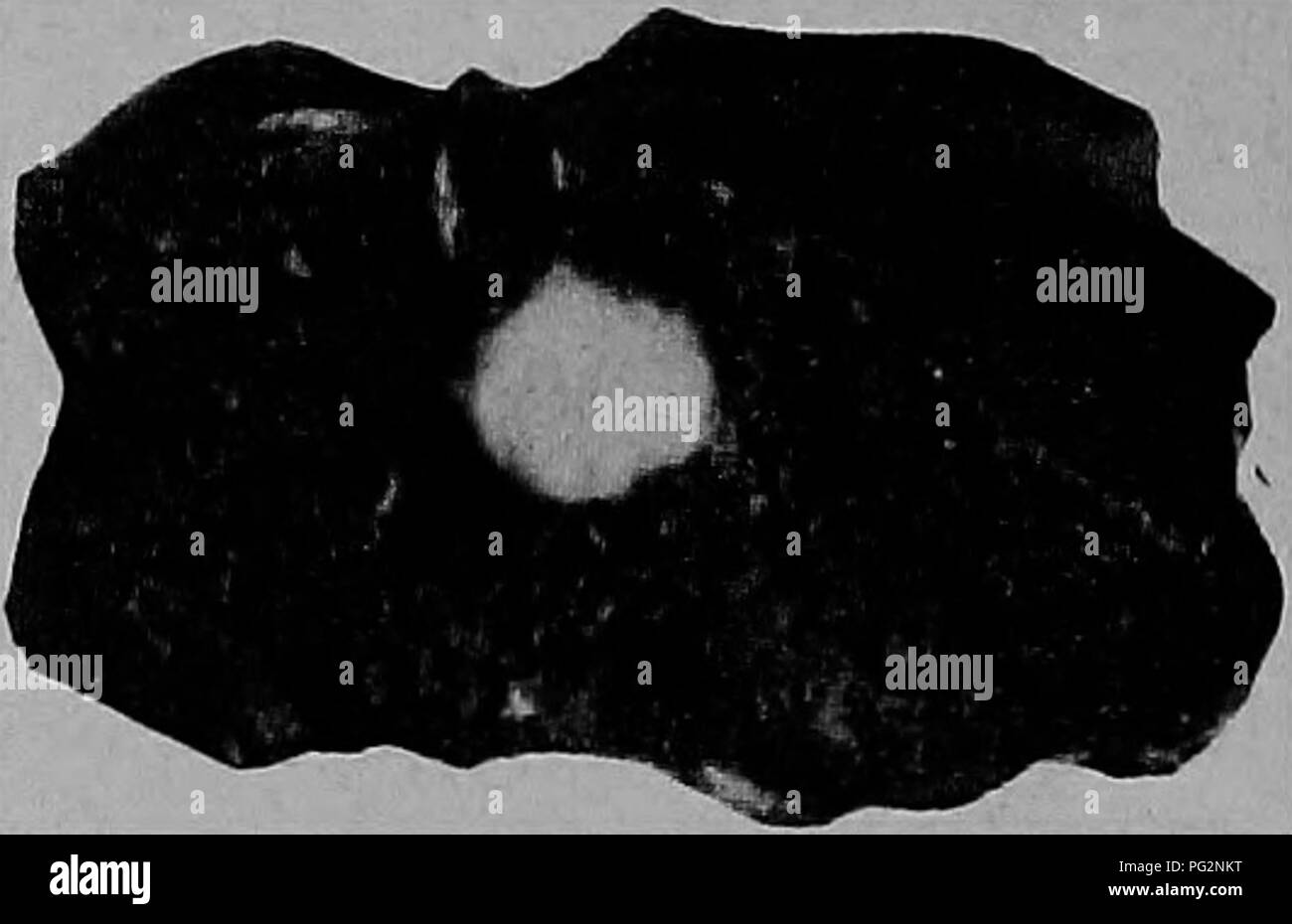 This veterinary text explores the pathology and differential diagnosis ...