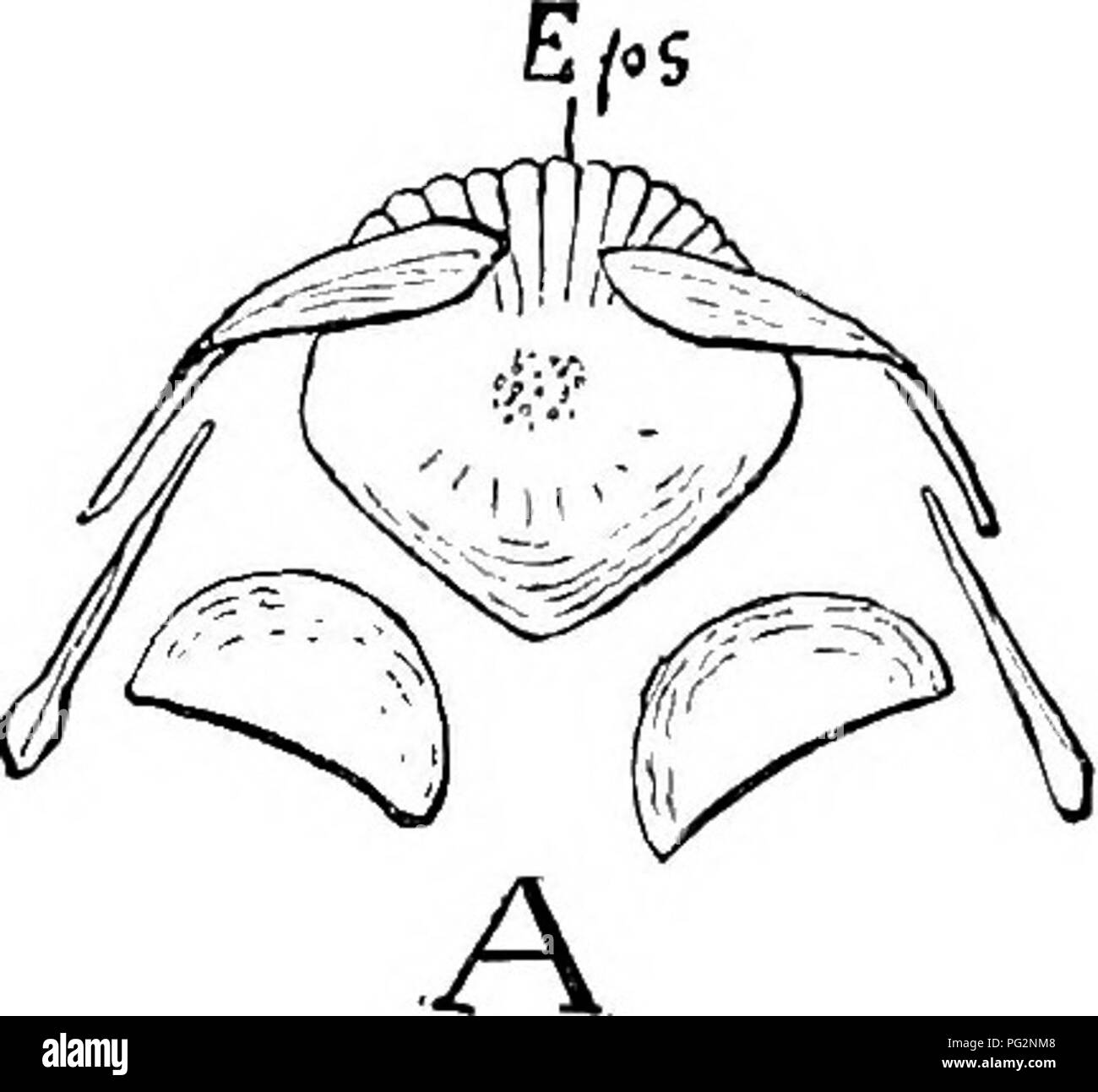 This work explores the comparative anatomy of vertebrates, focusing on ...