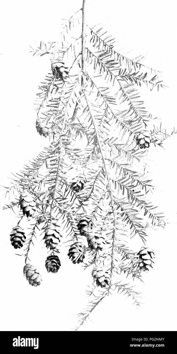 This book provides a guide to identifying native trees, focusing on ...