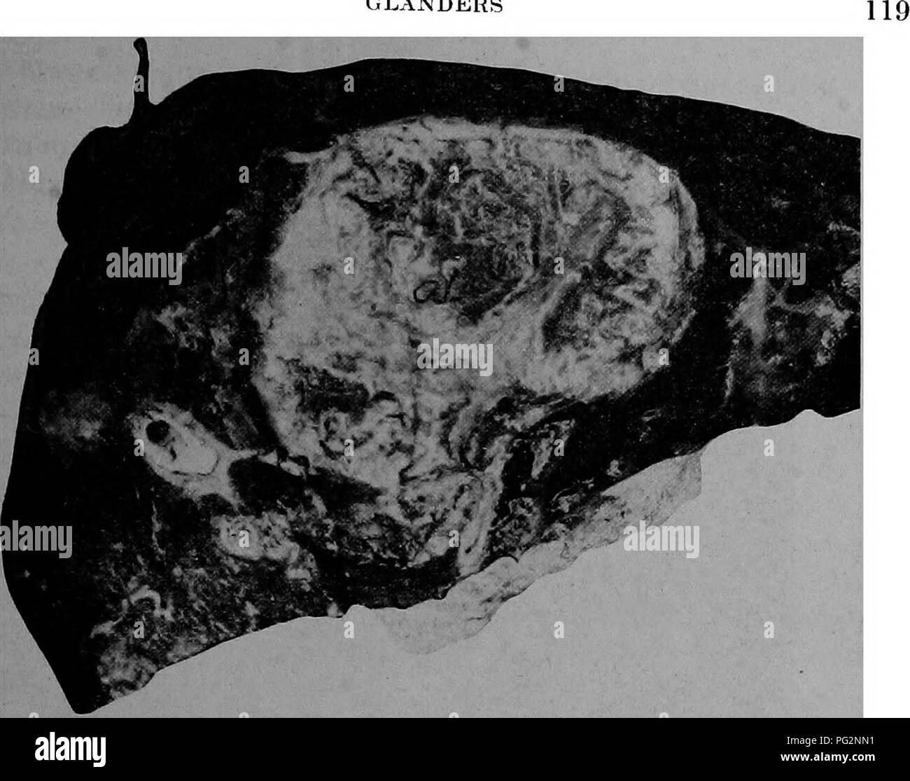 This illustration is from Veranus A. Moore's work on the pathology and ...