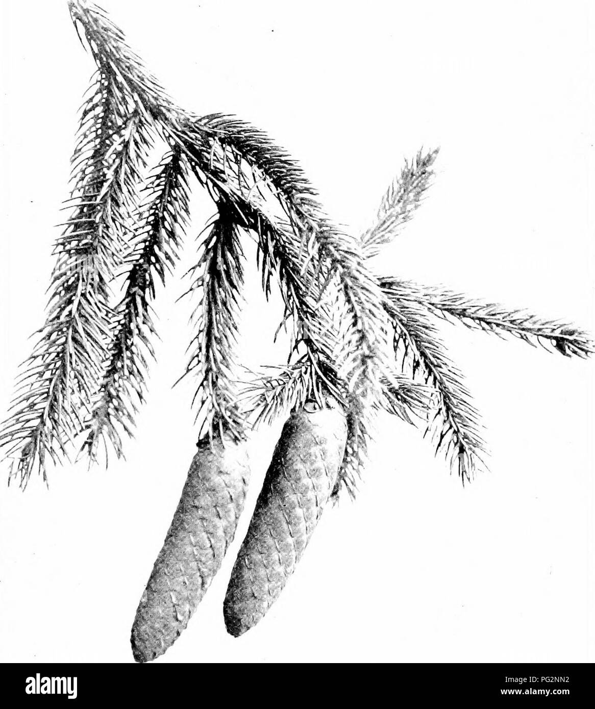 This work focuses on identifying native trees, including the Norway ...