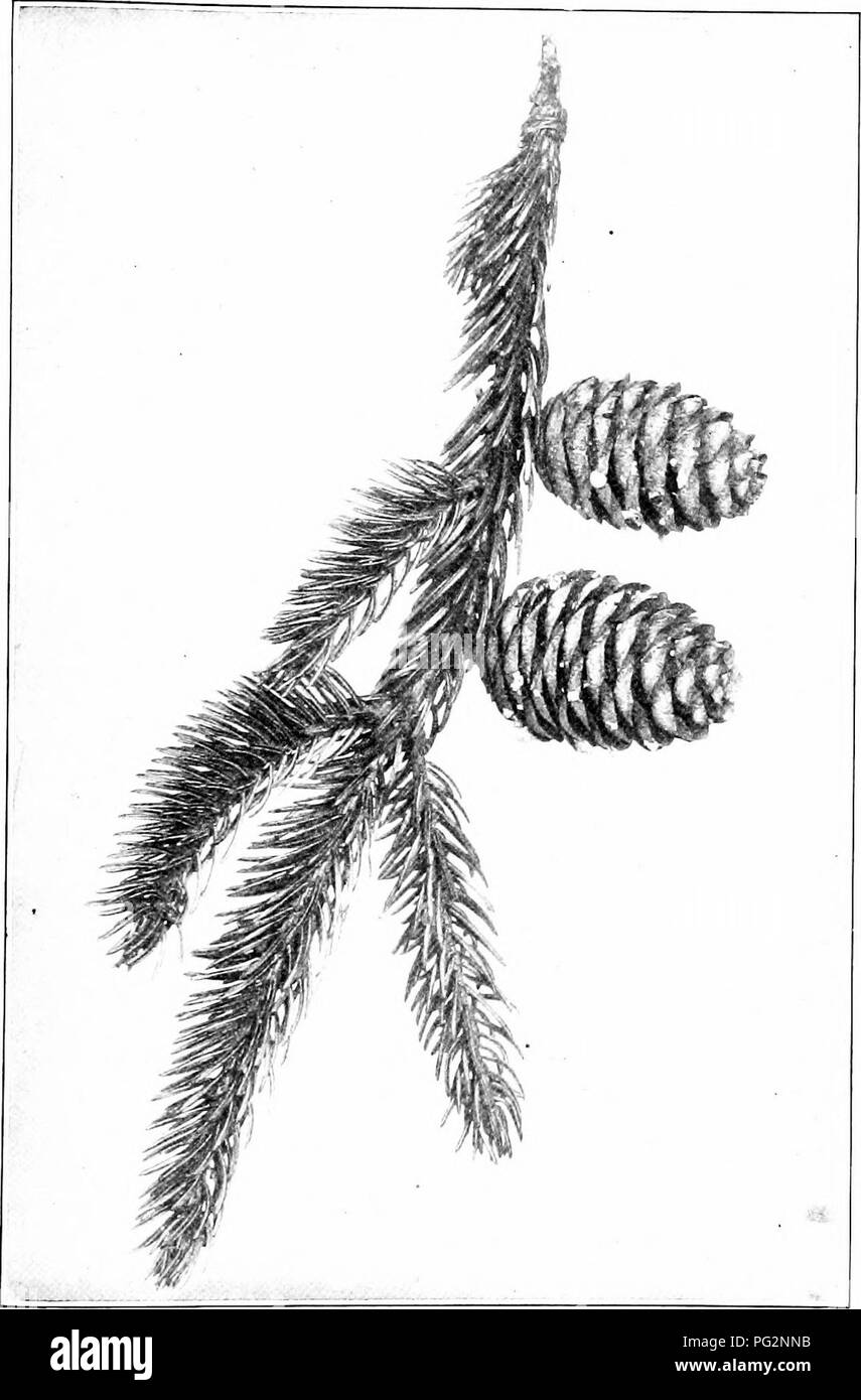 Red spruce picea rubens Black and White Stock Photos & Images - Alamy