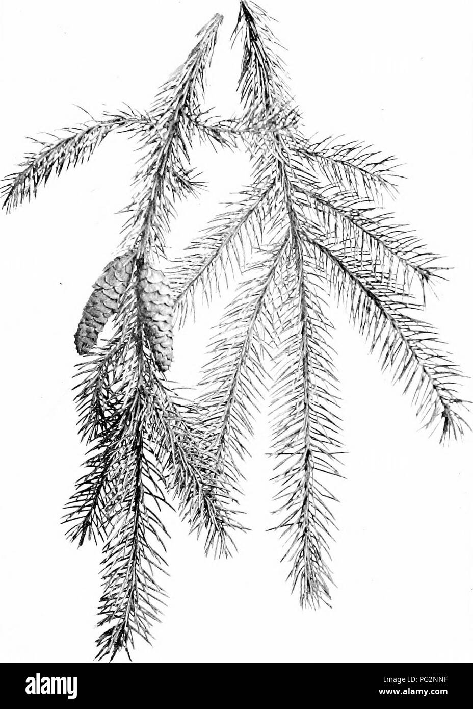 This book provides a guide to identifying native trees, with a focus on ...