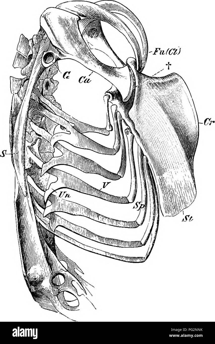 This work explores comparative anatomy in vertebrates, particularly ...