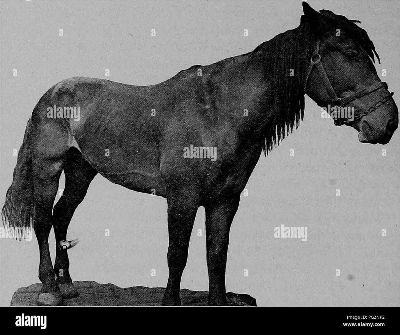 Peritoneal Black and White Stock Photos & Images - Alamy