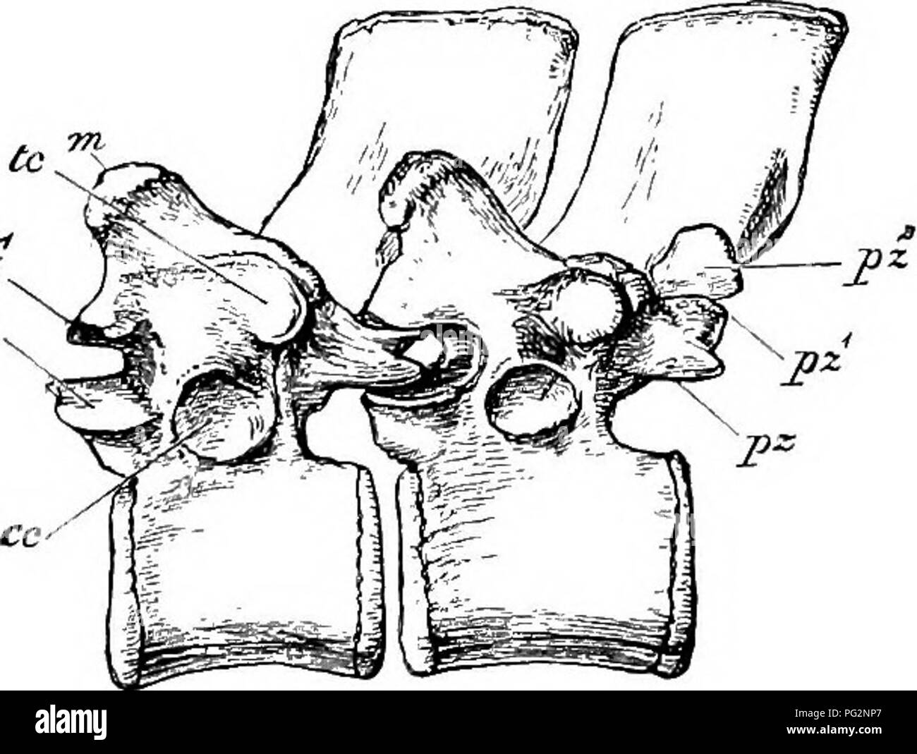 Human vertebral column diagrams human anatomy hi-res stock photography ...