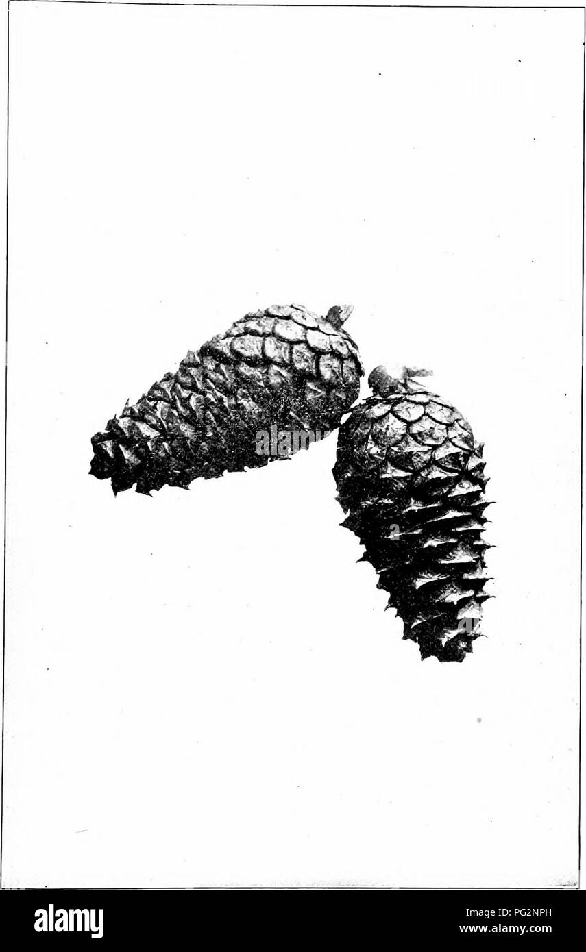 This guide focuses on identifying native trees, with detailed ...