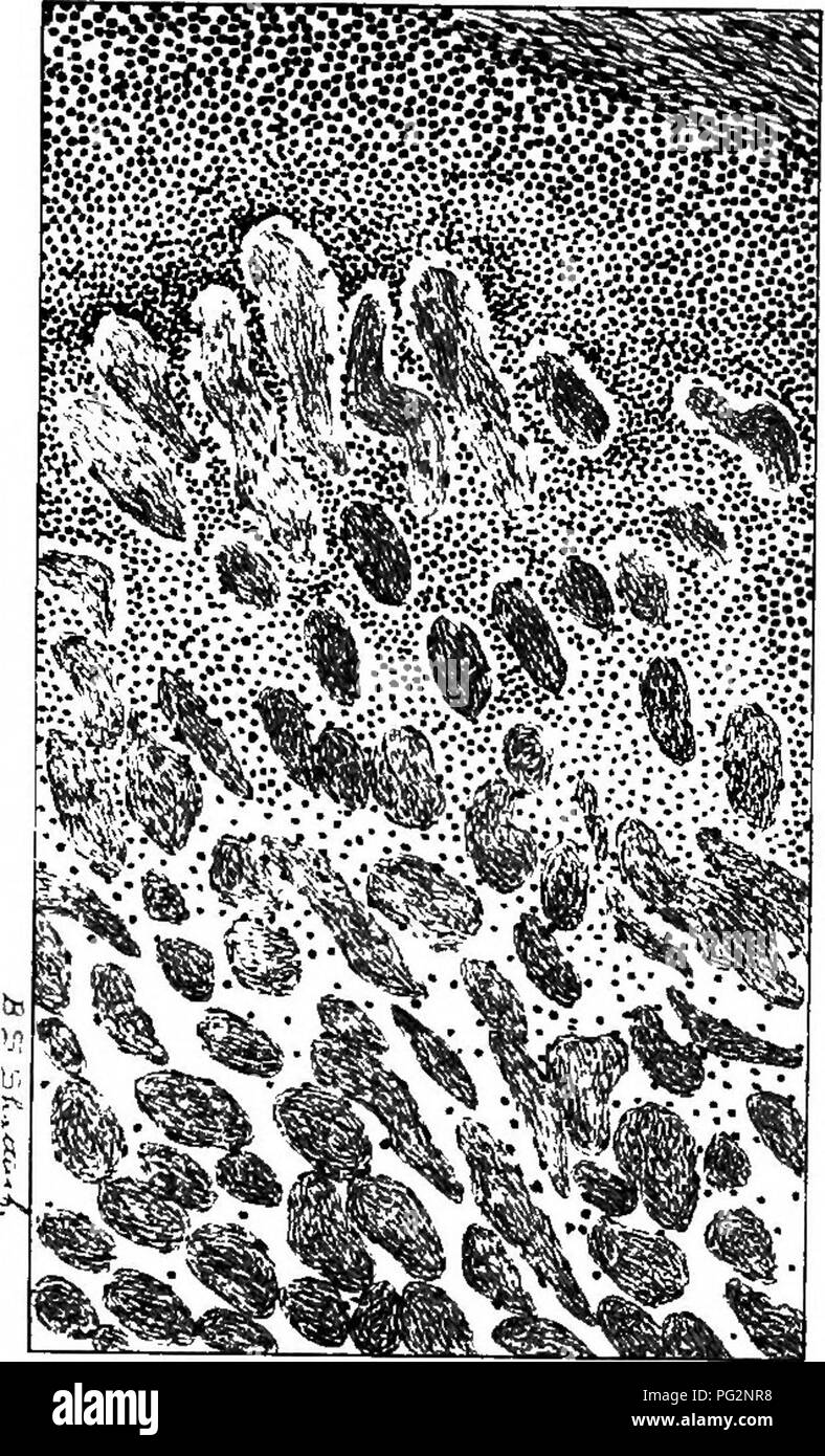 This veterinary reference work explores the diagnosis and treatment of ...
