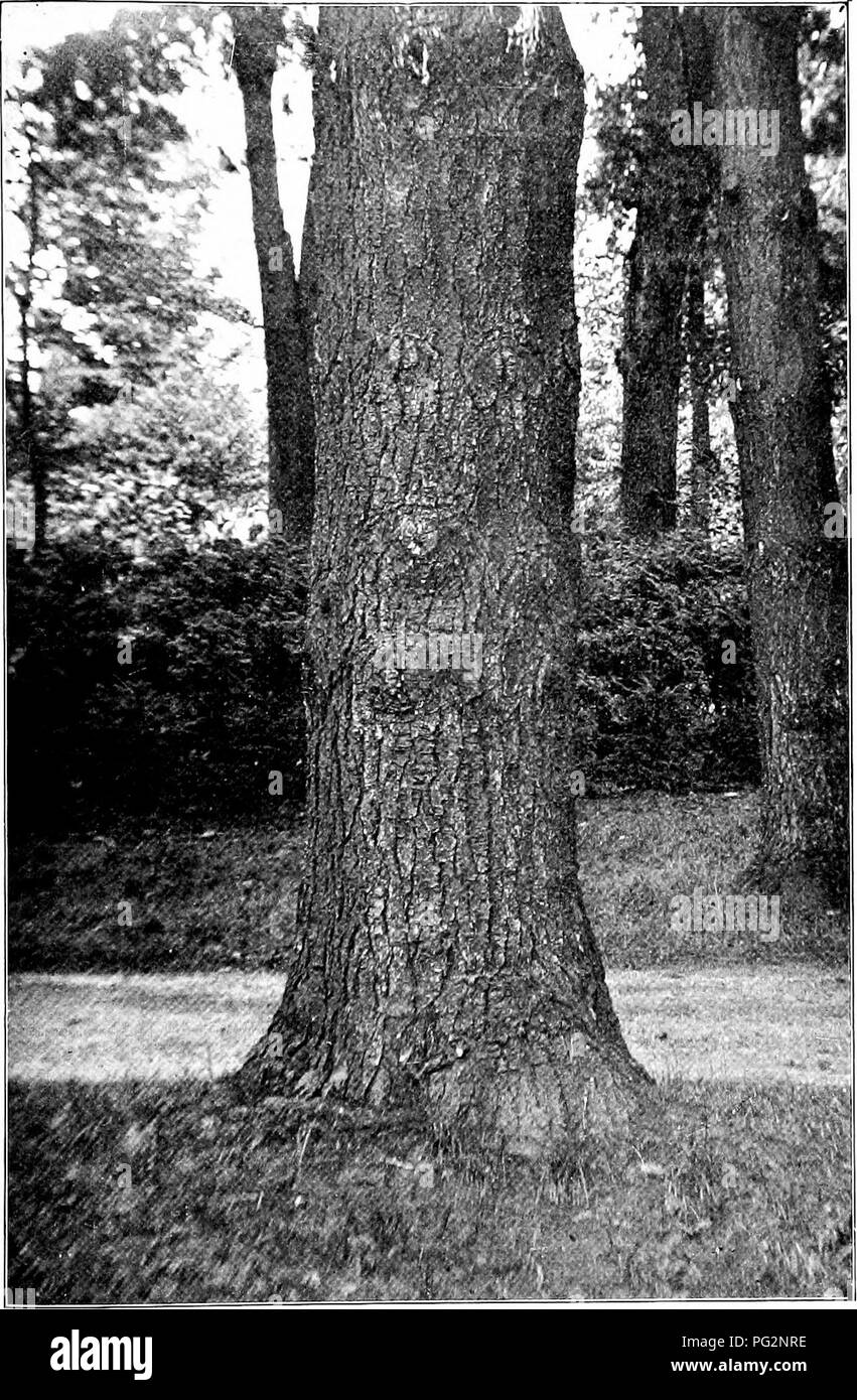 This book provides a comprehensive guide to identifying native trees in ...
