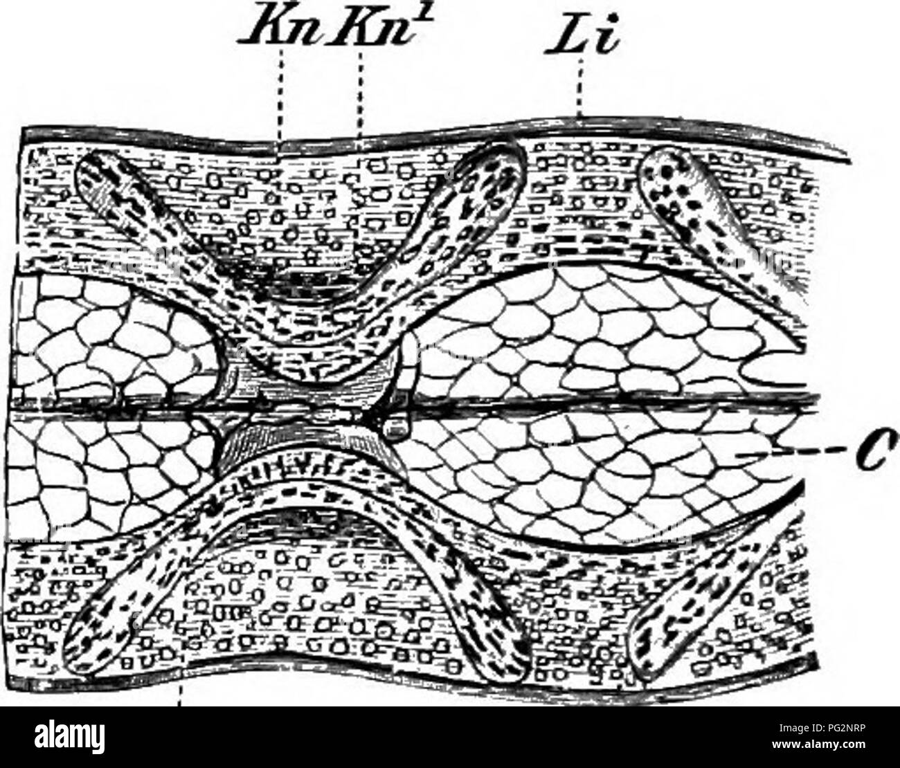 Biconcave hi-res stock photography and images - Alamy