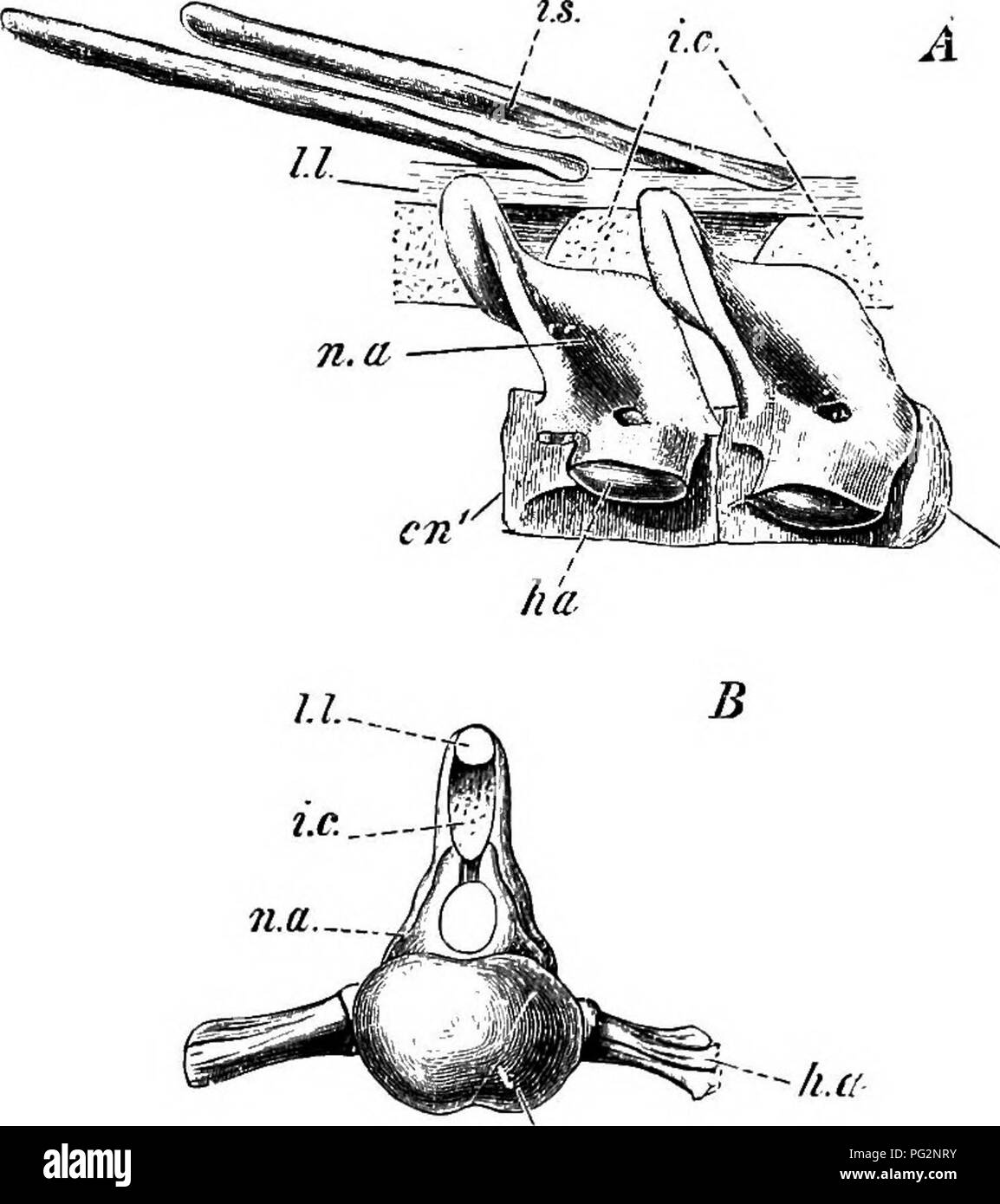 This work focuses on the comparative anatomy of vertebrates ...