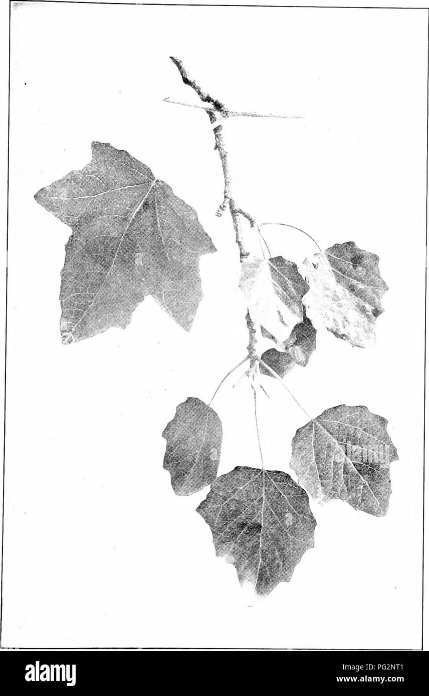 A guide to identifying native trees, focusing on the White Poplar ...
