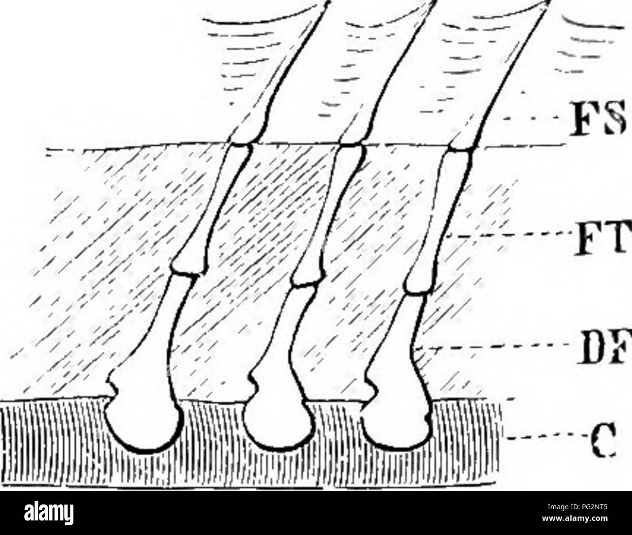 Bony projection hi-res stock photography and images - Alamy